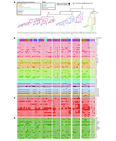 Escherichia Coli Genomes Are Predominantly In B1 And A Phylogroup