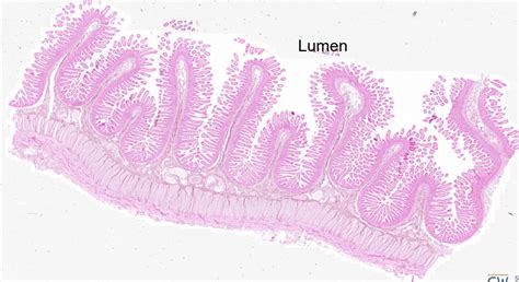 Gastrointestinal System Histology Education