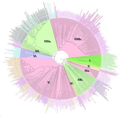 The Upgma Dendrogram Constructed With Ssr Data Of Eahb Accessions