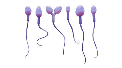 Sperm Morphology 3d Model Normal And Abnormal