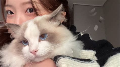 집사랑 인강 보는 고양이 Youtube