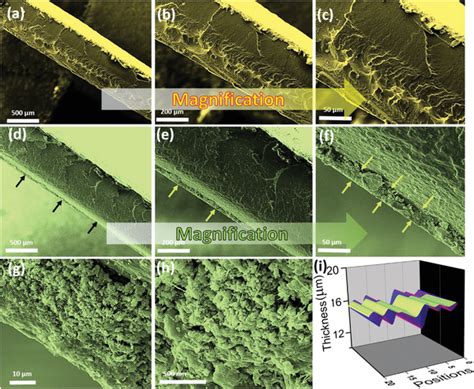 A Sem Image Of Cryo‐fractured Surface Of Uncoated Pp B C Sem Images Download Scientific