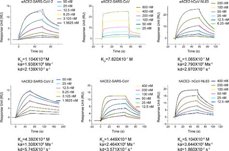 Figure 1 From Structural Insights Into The Binding Of Sars Cov 2 Sars Cov And Hcov Nl63 Spike