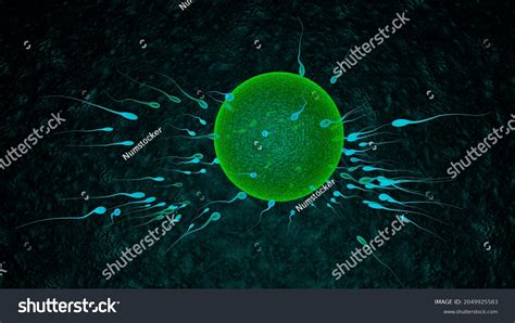 Fertilization Fusion Haploid Gametes Egg Sperm Stock Illustration