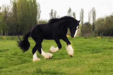 Лошади породы шайр 78 фото