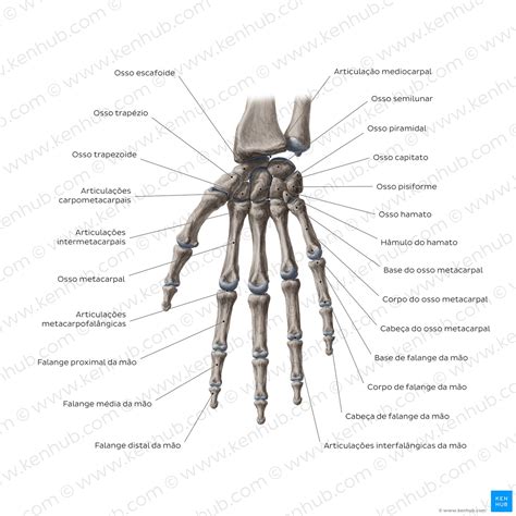 Falanges Da Mão Anatomia E Função Kenhub