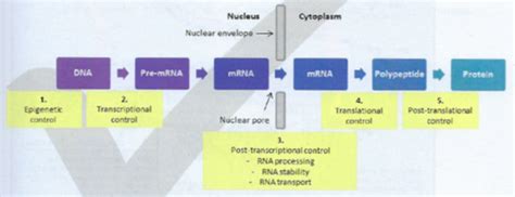 Non Coding Regions Gene Expression Regulation Of Gene Expression Flashcards Quizlet