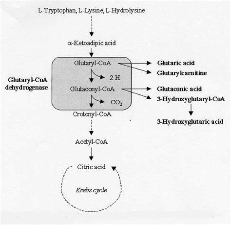 Metabolic Pathways Division Of Genetics And Metabolism College Of