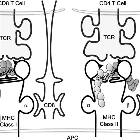 2 Mhc Molecules Are Grouped Into Two Classes Based On Their Structure Download Scientific