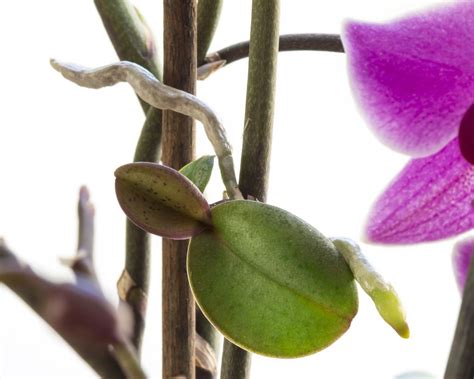 How To Propagate Orchids 4 Methods To Grow Your Collection Gardening Know How