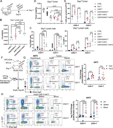 runx3 overexpression cooperates with ex vivo akt inhibition to generate