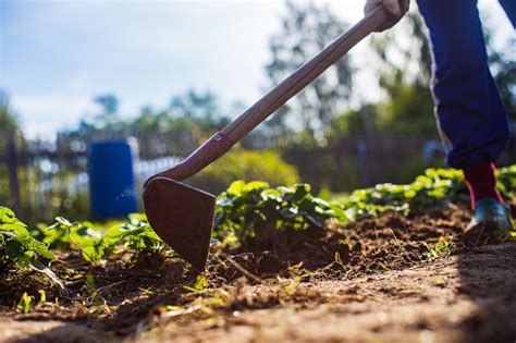 수공구로 정원에서 땅을 경작하는 농부 토양 풀림 원예 개념 농장에서의 농업 작업 가루로 빻은에 대한 스톡 사진 및 기타 이미지