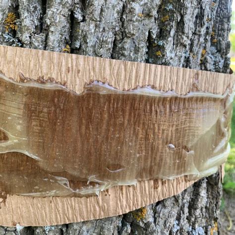 Treekote Tree Banding Kit Eaton Brothers Treekote Tree Banding Kit Eaton Brothers