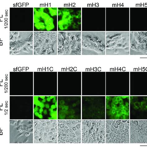 A Bright Field Bf And Fluorescence Fl Micrographs Of Yeast Cells