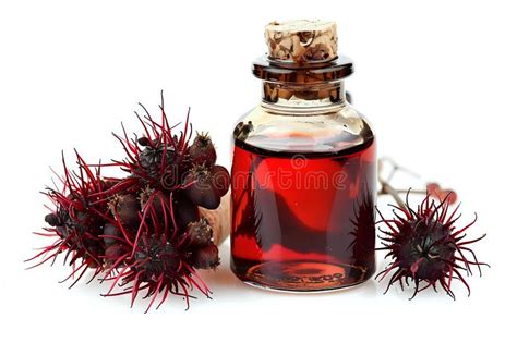 Discover The Deep Red Hues Of Hibiscus Oil Extraction Properties And