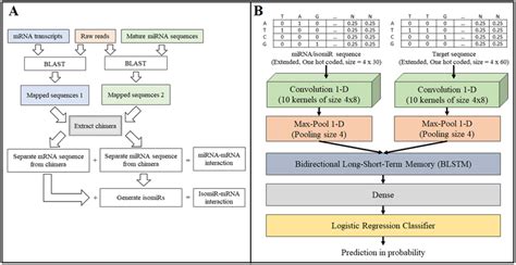 A The Pipeline To Obtain Mirna Isomir Mrna Interactions B The