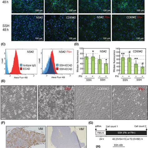 Cd69 Fibronectin Fn Interaction Causes Epithelial Mesenchymal Download Scientific Diagram