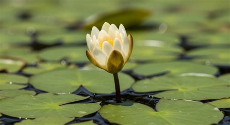 4 Dioxane → News → Sustainability