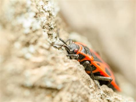 Red Stink Bug Insect Stock Image Image Of Body Fauna 35007573