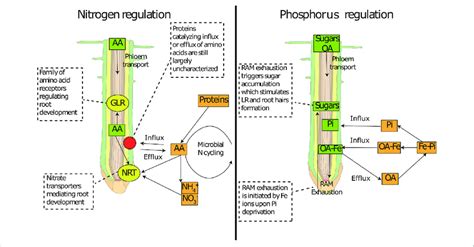 Involvement Of Common Metabolites In Nutrient Sensing At The Root Download Scientific Diagram