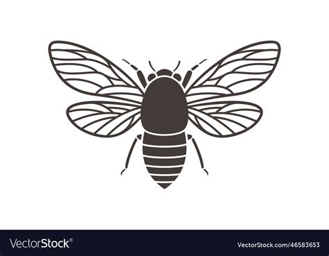 Cicada Royalty Free Vector Image Vectorstock