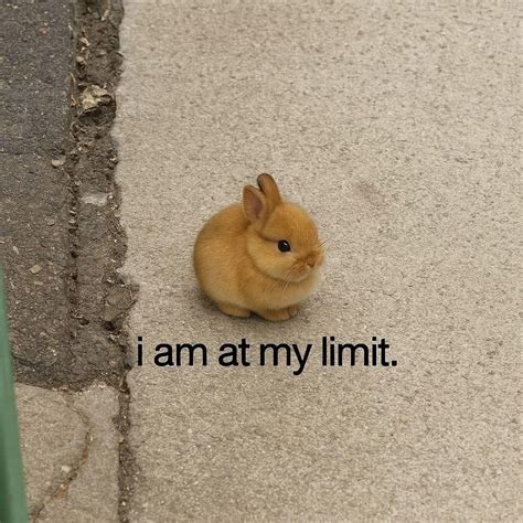 Rabbit Meme