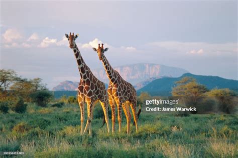 Kenya Reticulated Giraffes In Buffalo Springs National Reserve High Res