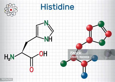 히스티딘 아미노산 분자 그것은 단백질의 생 합성에 사용 됩니다 케이지에 용지를 넣어 구조 화학 공식 및 분자 모델 0명에 대한 스톡 벡터 아트 및 기타 이미지 Istock