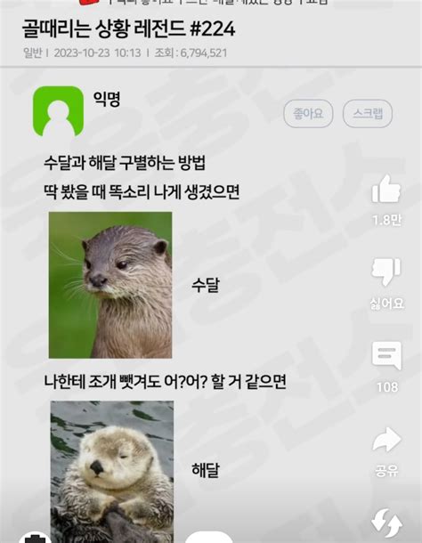 [잡담] 수달 해달 차이 너무 귀엽다 인스티즈 Instiz 일상 카테고리