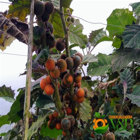 Fruta Fresca Lulo Jean Paul Companny