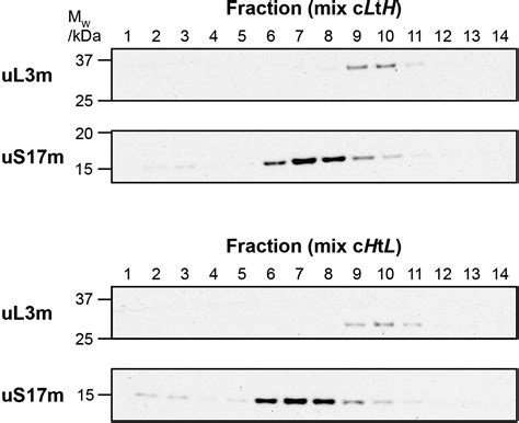 Cell Press Star Protocols