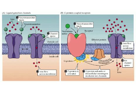 MCDB Exam 1 Flashcards Quizlet