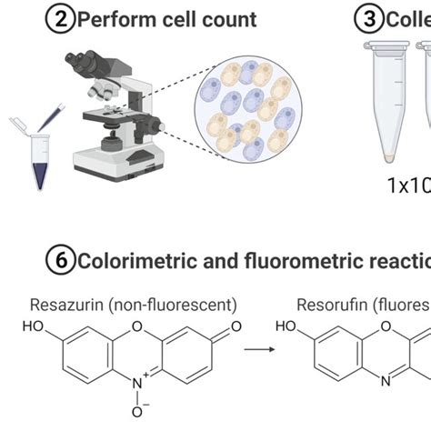 Experimental Workflow For The Evaluation Of Yeast Metabolism During Download Scientific Diagram