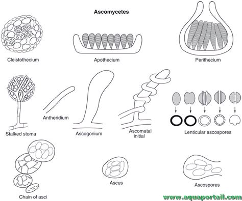 Ascomycetes Examples