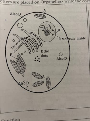 Ap Bio Unit Flashcards Quizlet