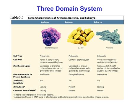 Bacteria Taxonomy Epidemiology Morphology Ppt