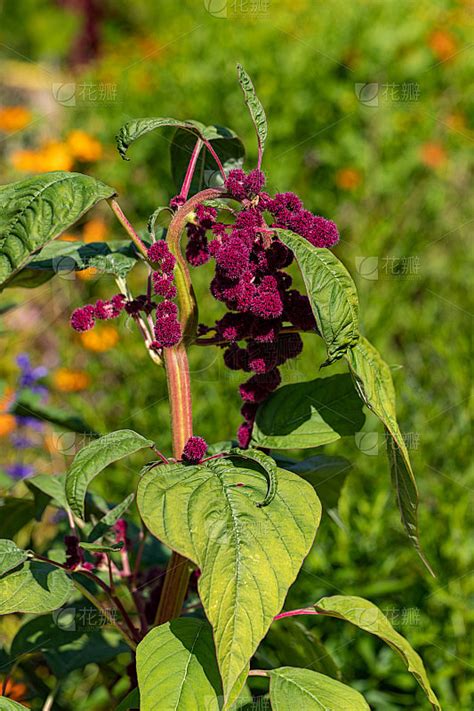 观赏夏季花园中的红球花
