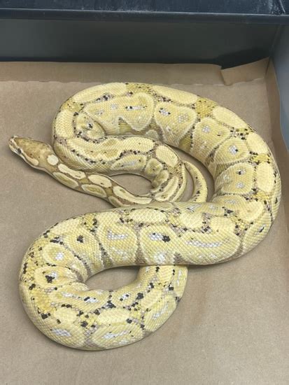 Banana Pb Female Ball Python By Underworld Exotics Ltd
