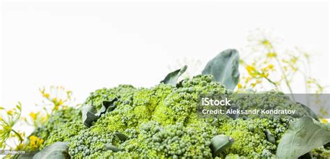 사진 스튜디오에서 흰색 고립 된 배경에 잎과 녹색 색상의 브로콜리 양배추 꽃화의 측면 보기 영양사가 추천하는 건강한 비타민을 함유한 신선한 여름 채소 꽃 양배추에 대한 스톡