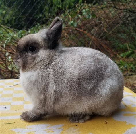 Netherland Dwarfs Beauty Rabbitry