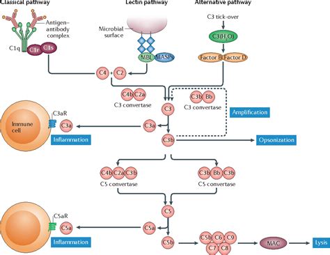 Complement C3 And C3ar Differentially Impact On Learned 49 Off