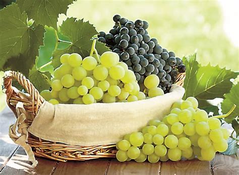 Защо и как подрязваме асмата Български Фермер