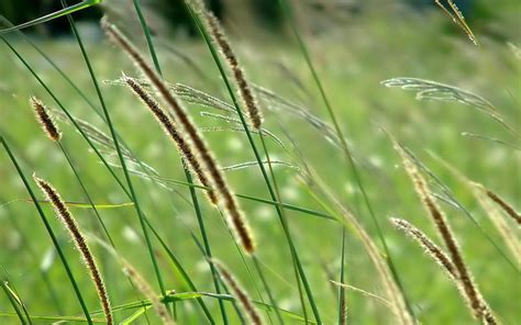 Wallpaperforwalls Tall Grass Wallpapers