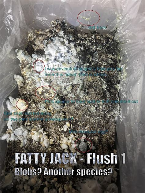 Actives Post Flush2 Carnagemutant Blobs Pins And Trich Litter The