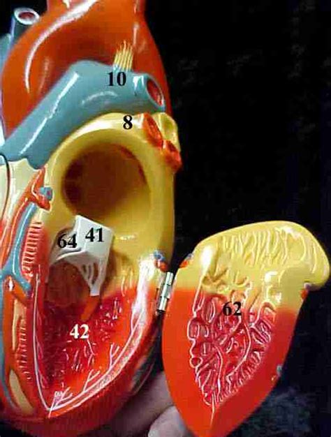 Bio 139 Lab Exam 1 Left Side Of Heart Diagram Quizlet