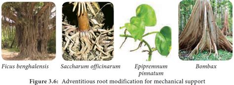 Adventitious Root Modification