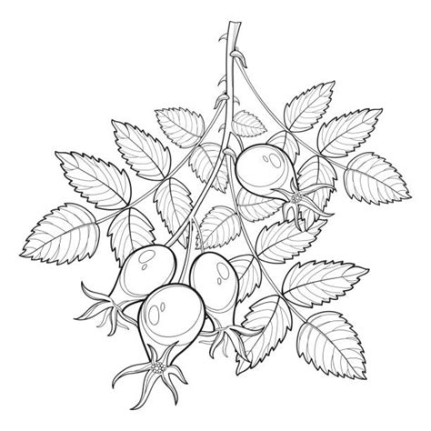 5400 Rose Hip Flower Stock Illustrations Royalty Free Vector