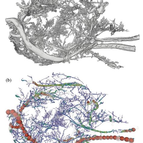 Corresponding Slices Through The Mouse Femur Segmentation For Scans