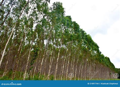 Tree Stock Photo Image Of Color Garden Environment 21897744