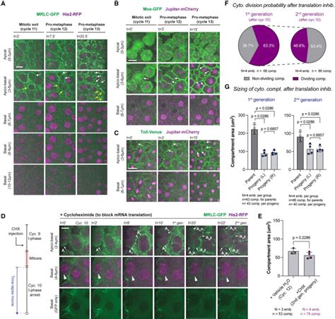 Cytoplasmic Division Cycles Without The Nucleus And Mitotic Cdk Cyclin Complexes Cell